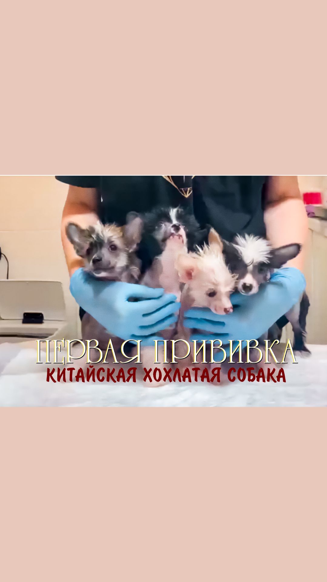 Первая прививка. Сегодня посетили ветеринарного врача.