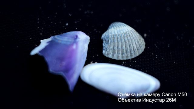 Море, ракушки МЦ София в объективах ИНДУСТАР 61 л/з и ИНДУСТАР 26М (тест) // 7 января 2026 года