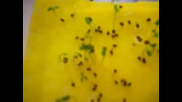 2114.  А вот и всходы, сельдерей...ВПЛ