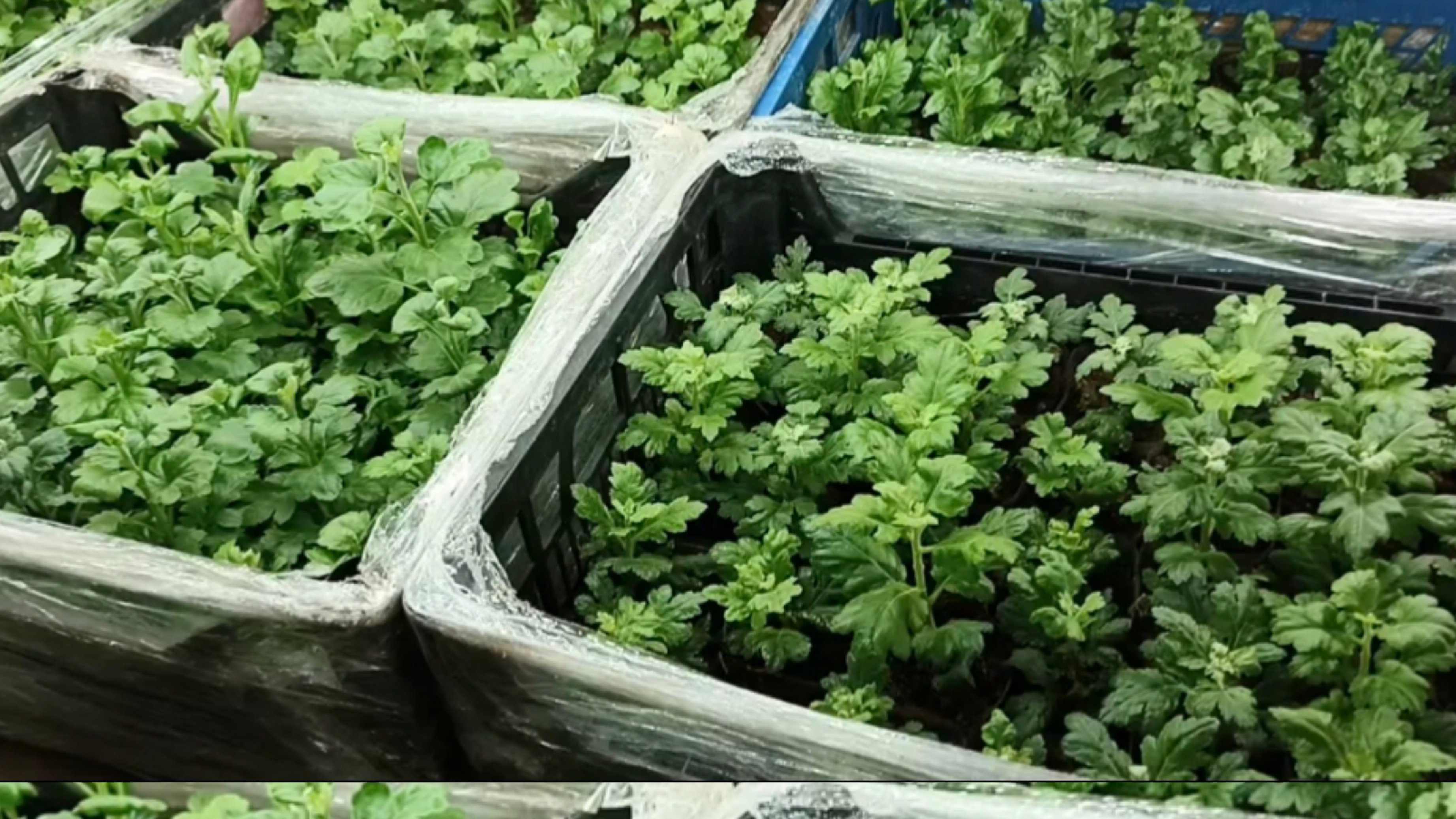 ОБЗОР ЧЕРЕНКОВ ХРИЗАНТЕМЫ НА НАЧАЛО ЯНВАРЯ. ПРИГЛАШАЮ В МОИ ТЕПЛИЦЫ.