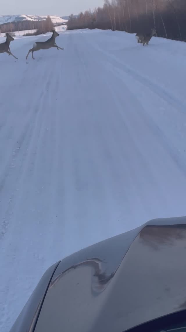 Спринтеры без правил