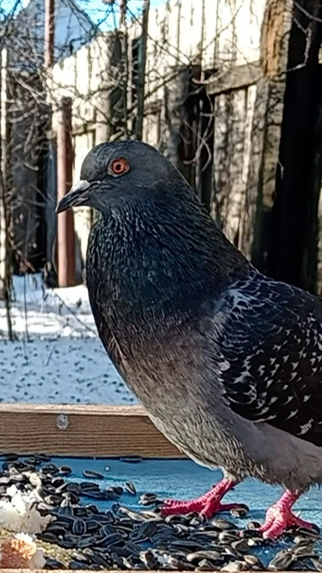 Красивый Голубь