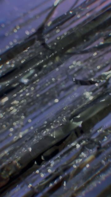 Корпоратив компании. Заснеженный лес