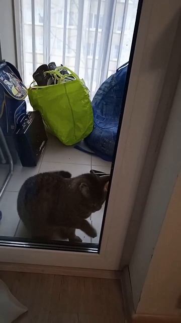 Кот наказан