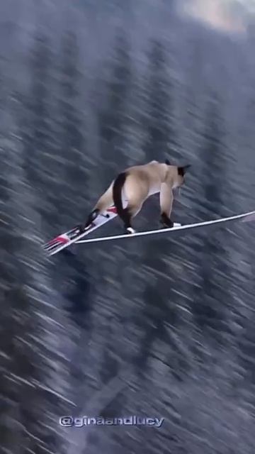 Олимпийский котик