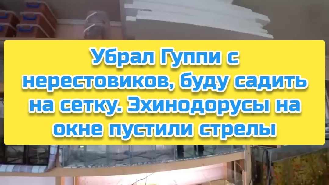 Убрал Гуппи с нерестовиков, буду садить на сетку. Эхинодорусы на окне пустили стрелы