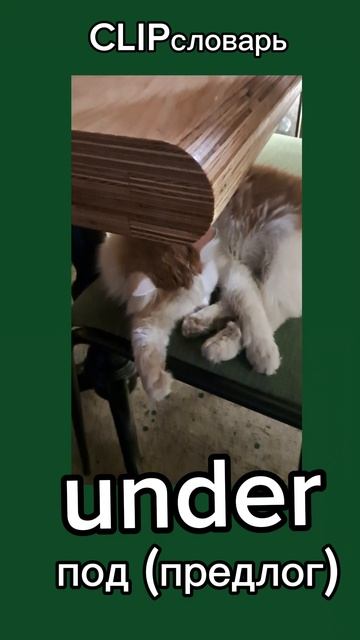 Английские слова на каждый день! | CLIPсловарь