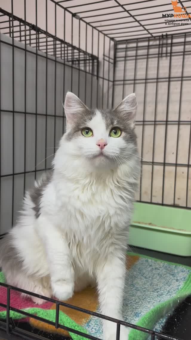 Поларис ждёт вас в приюте #Муркоша