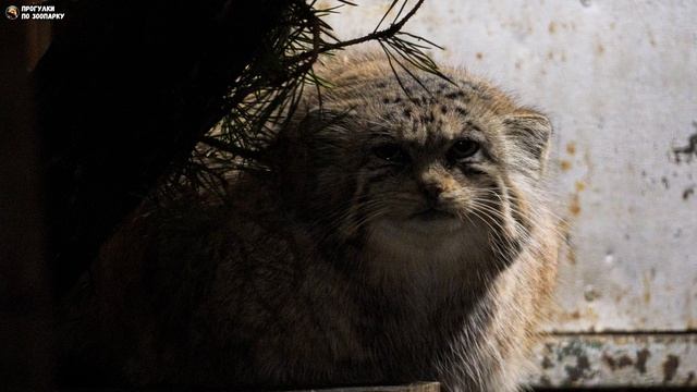 Манул Намика ночью наблюдает за гостями. Ленинградский зоопарк