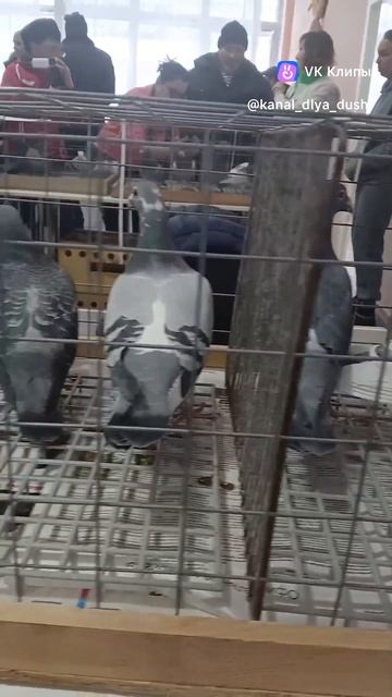 Агаповка - 6