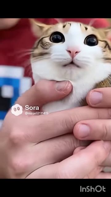 видео не моё