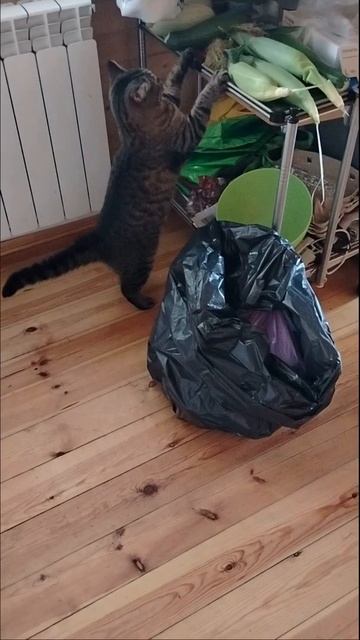 Контроль качества урожая