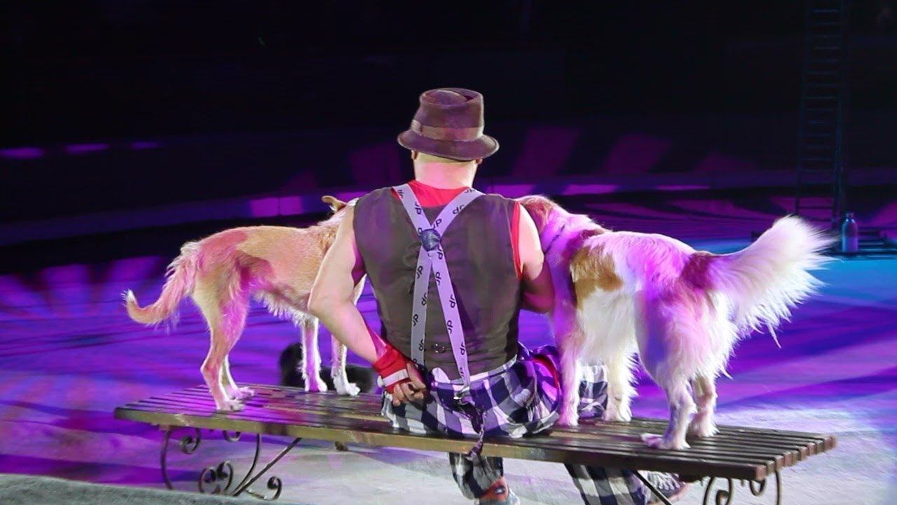 Цирк в Автово. Олег Шелудяков и милые дворняги.