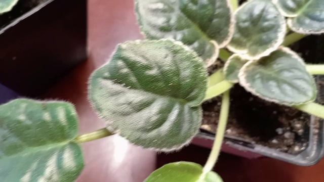 СЕНПОЛИИ ПОСЛЕ  ДЕЛЕНИЯ  РОЗЕТОЧЕК.