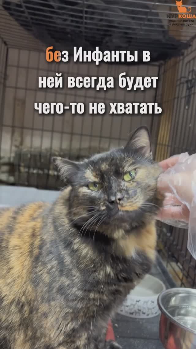 Инфанта ждёт вас в приюте #Муркоша