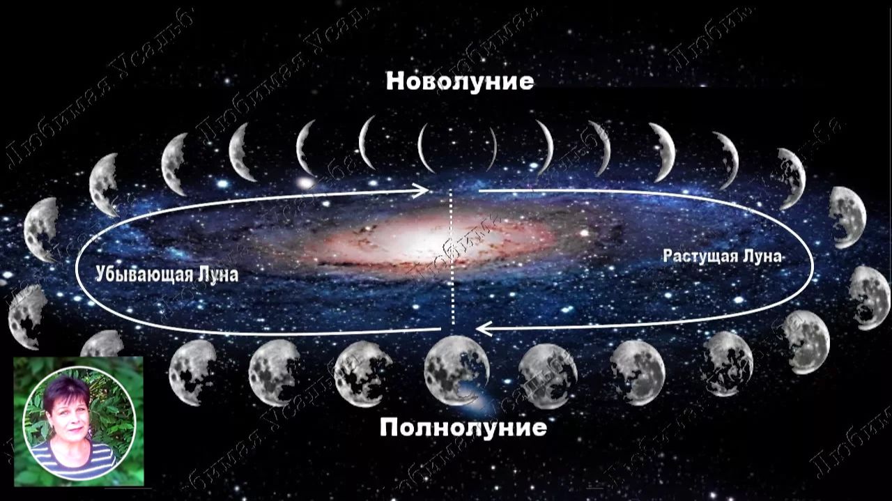 Что и когда  сажать по лунному календарю   Лунный посевной календарь