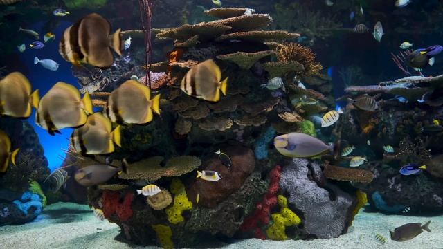 Потрясающий аквариум в 4K UHD для релаксации