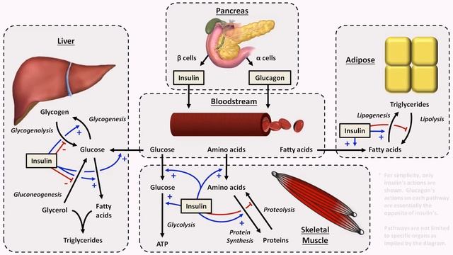 1_Physiology of Insulin and Glucagon Eric Strong