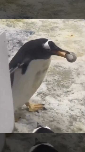 Пингвины, похоже, что-то знают об отношения