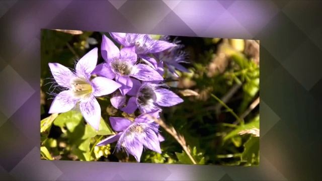 Emil Nikitin - Journey Into Dreams