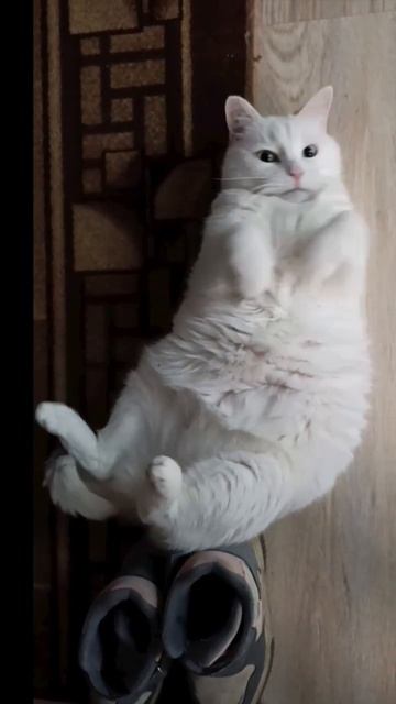 Чего не работаем! #кот #перерыв #шутка #прикол #папатрехпринцесс #смех #рек #юмор #улыбка