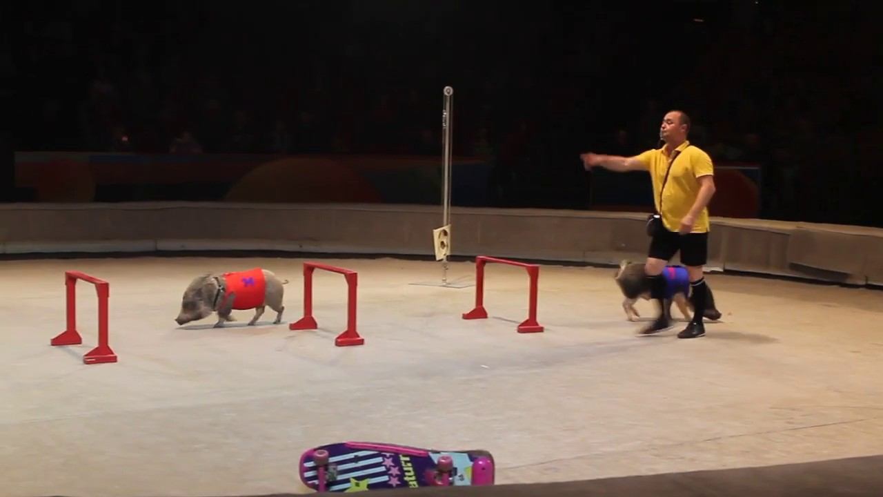 Цирк в Автово. Олег Шелудяков и поросята-футболисты.