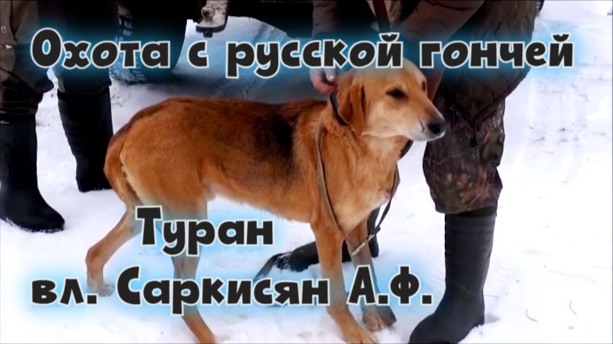 Охота с русской гончей  Тураном -VI   вл. Саркисян А.Ф. #охотасгончей#собака #жив #топ #hunting