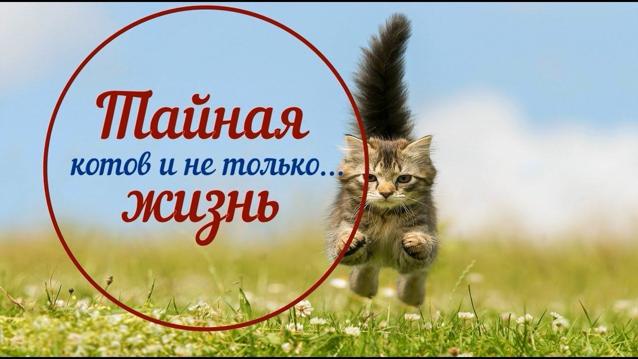 Тайная жизнь котов и не только...