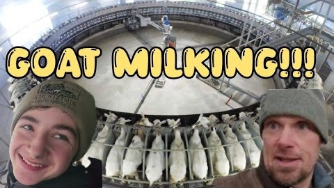 Канадская семья в НН.. Building a Goat ROTARY Milking Parlor I Farm Construction