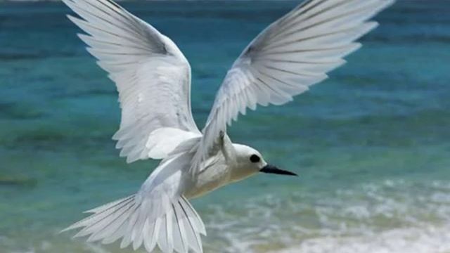 О.Хромов-Белые птицы