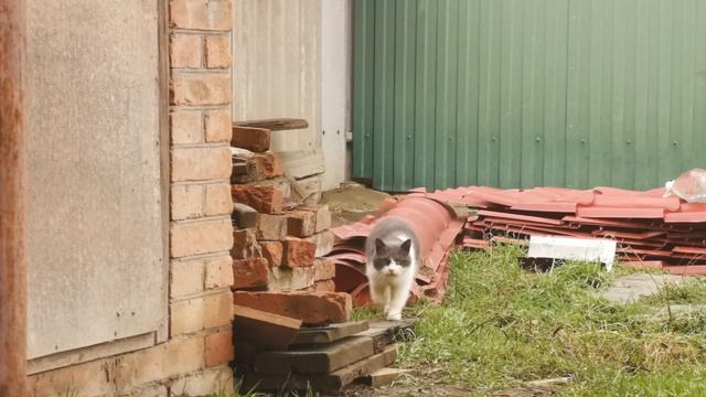 Кошка разноглазка