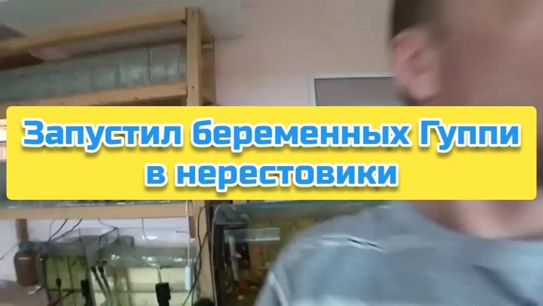 Запустил беременных Гуппи в нерестовики