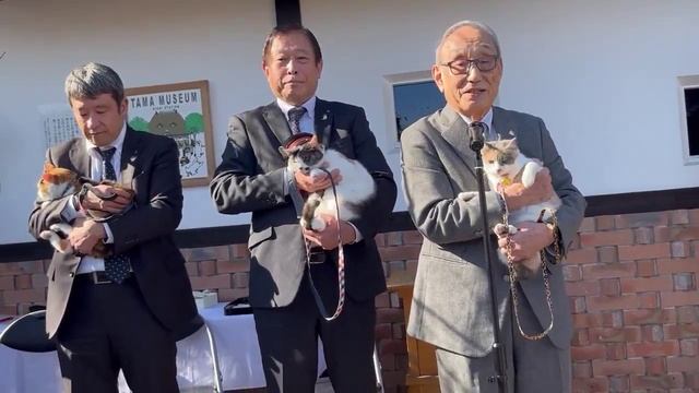 Начальником ж\д станции в Японии в префектуру Вакаяма стал кот по кличке Рокутама.