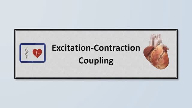 3_Cardiac Excitation-Contraction Coupling Eric Strong