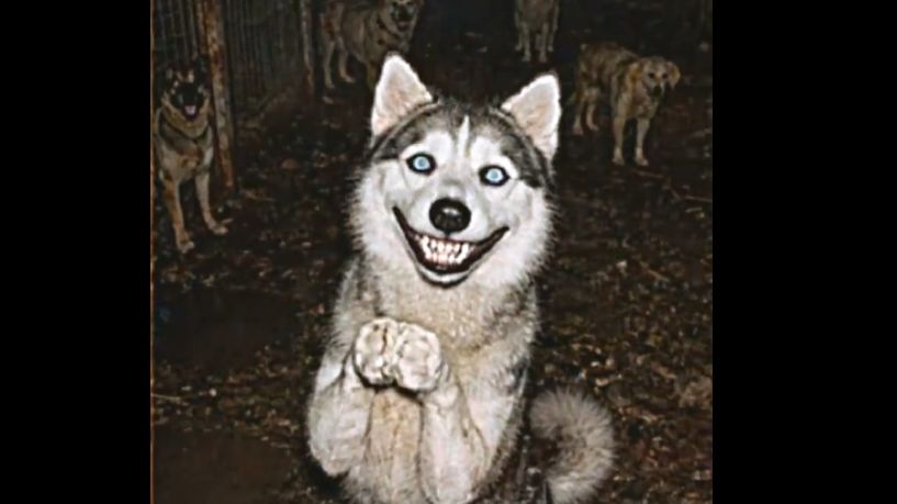 СОБАКА ИЗ ПРИЮТА. "Записи об аномалиях от К.О.Н.Т.У.Р." ЗАПИСЬ 098