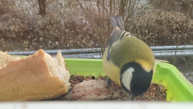 Большие синицы ...