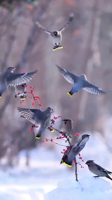 Свиристель — символ зимы