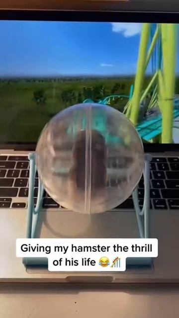 Развлекаем хомяка