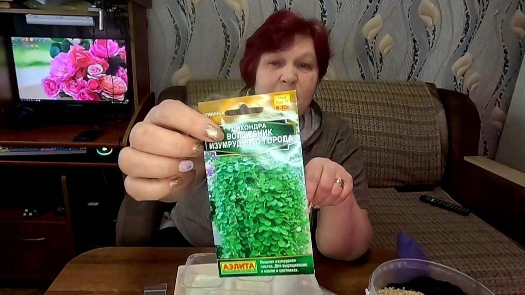 Успейте посеять Дихондру в январе!!