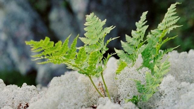 © "Кузова 2007".  Сергей Зарубайло. Комиссия научного туризма Русского Географического общества СПб