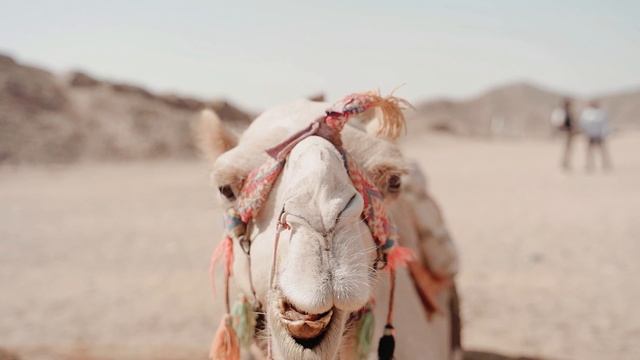 Opus «Пустыня»  (Desert). Музыкальная композиция Андрея Субботина