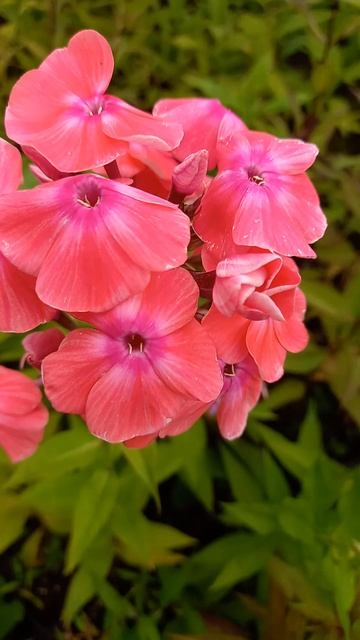 ФЛОКС КРАСОЧНЫЙ СИНЬОР ПОМИДОР