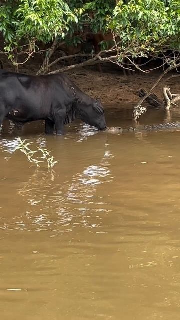 Доброе утро с буйволом и крокодилом