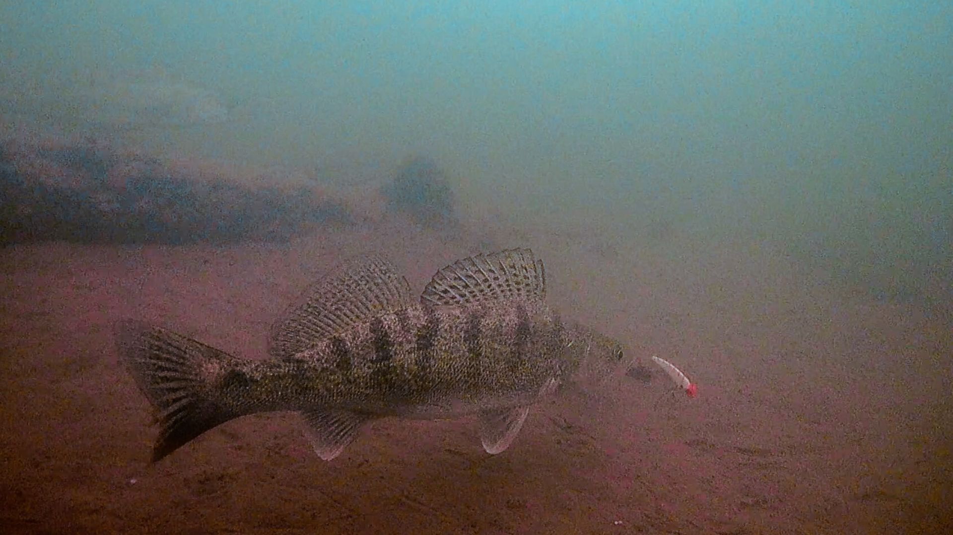Подводное НАБЛЮДЕНИЕ ЗА  СУДАКОМ на различные приманки РЕКА ХОПЁР