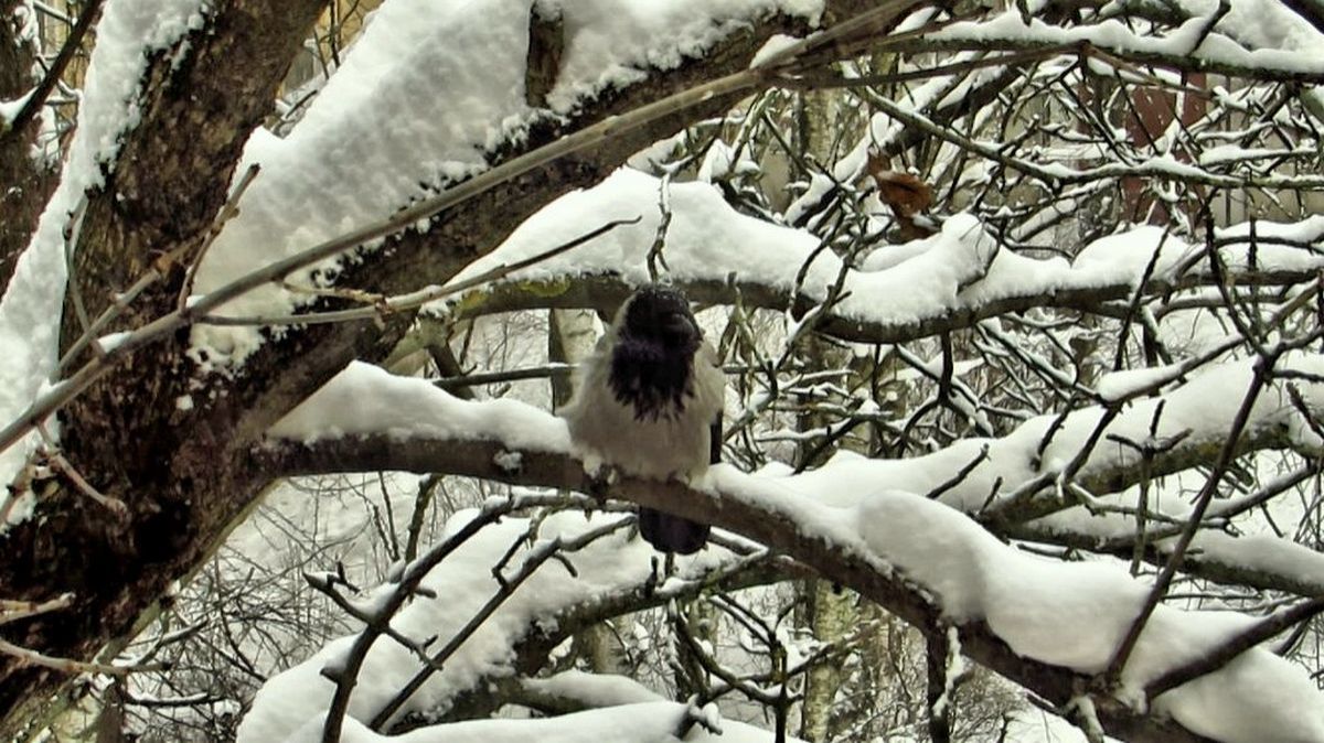 Ворона за окном