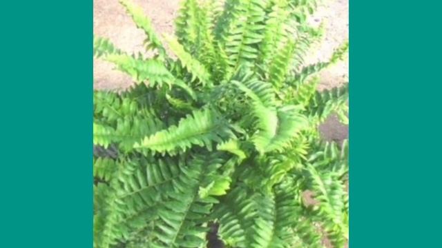 В чём польза папоротника?