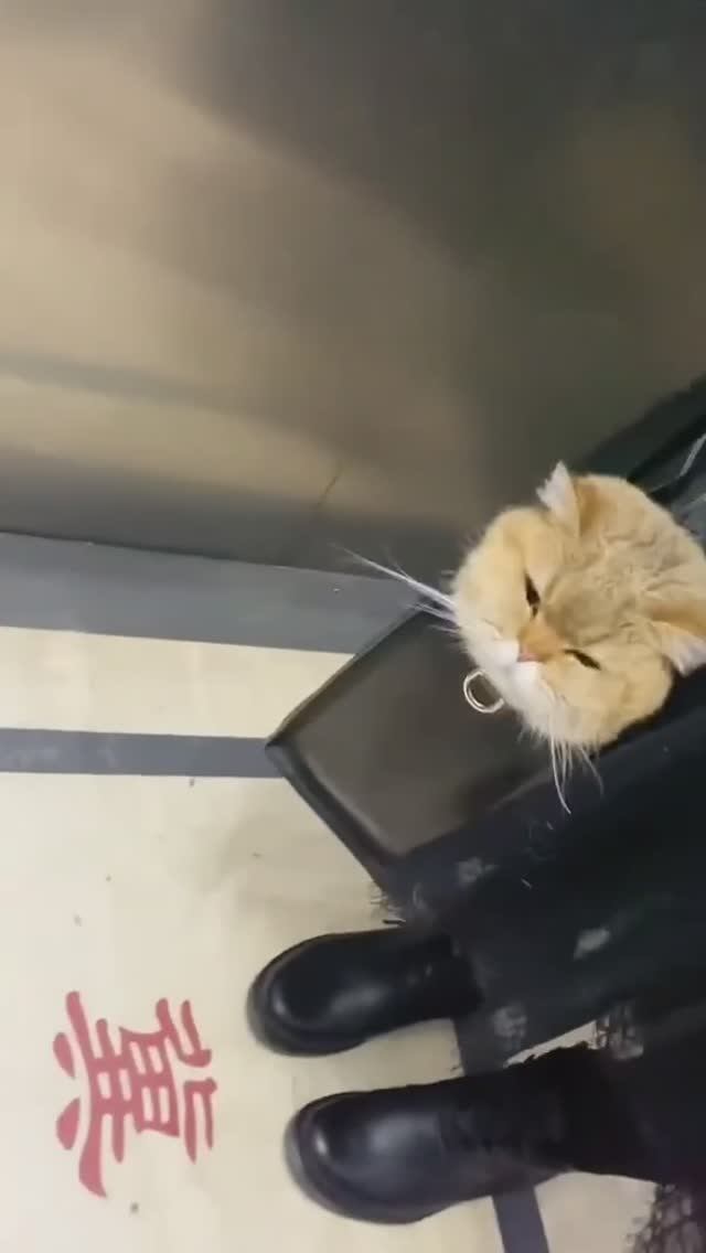 Коты-интроверты