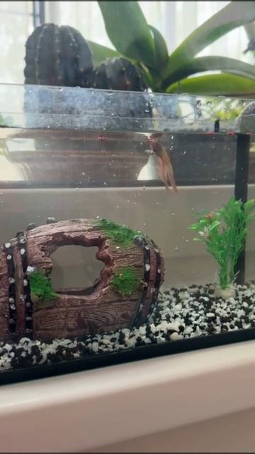 У нас новый питомец?