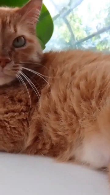 Рыжиха кайфует