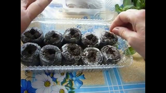 2118.  ВПЛ. Посев баклажанов.